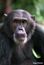 From Top to Bottom, Chimpanzee Social Hierarchy is Amazing! – Jane ...