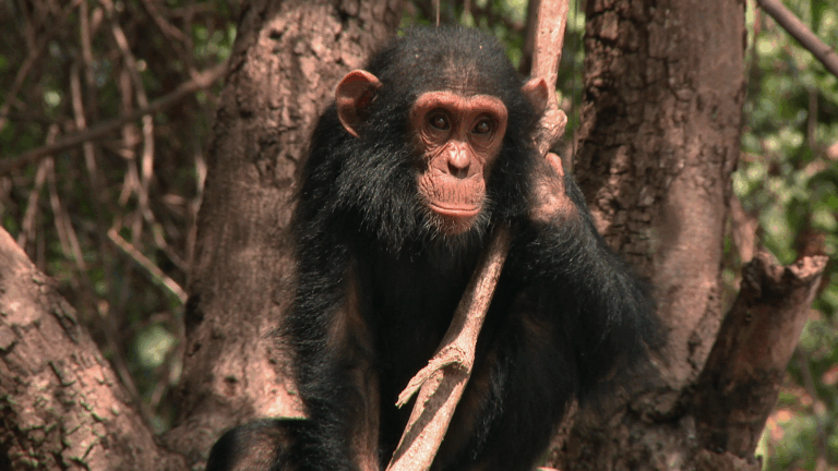 Tarzan Belongs On Screen; IRL Apes Do Not. – Jane Goodall's Good for ...