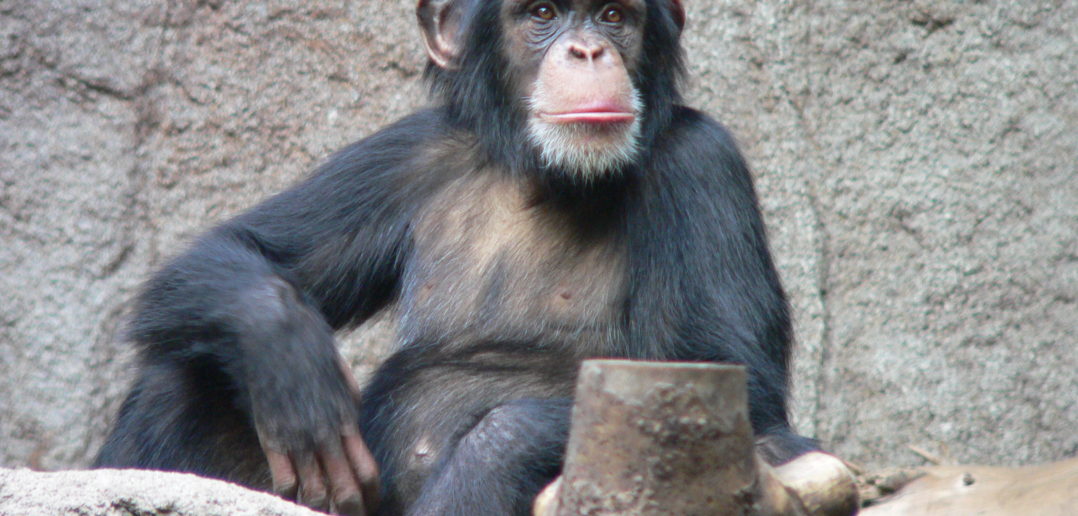 Q&A with Hilda Tresz: A Guardian Angel for Captive Chimps - Jane ...