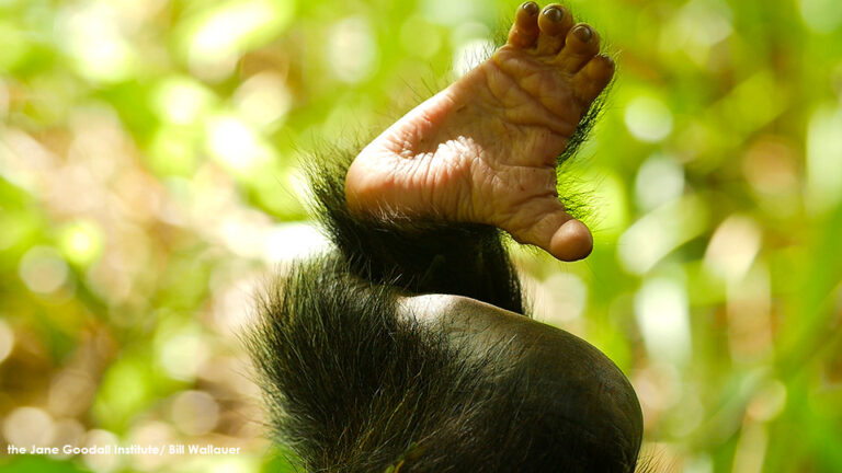 JGI Jungle Journals : Notes from Gombe, Tanzania III – Jane Goodall's ...