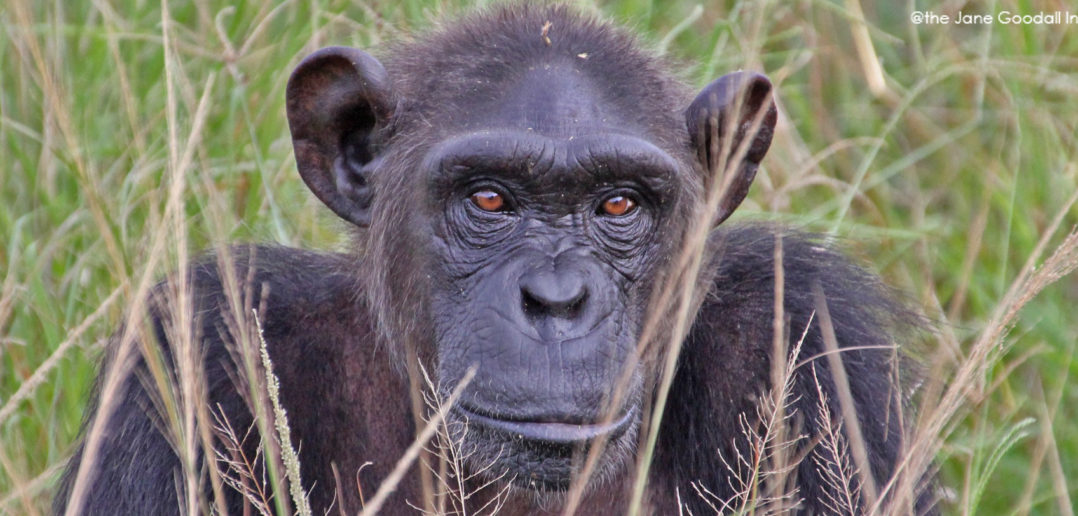 Human Primates Working Together to Protect All Primates