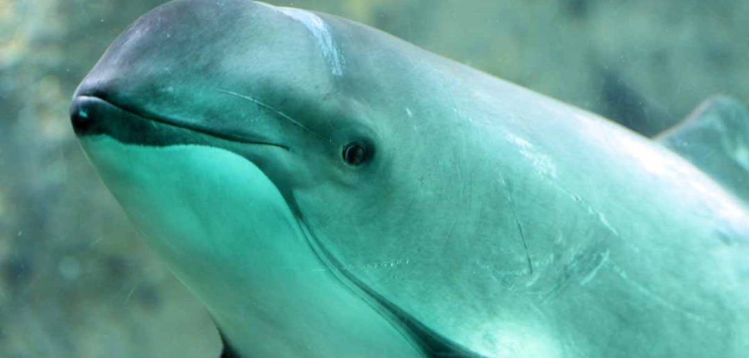 Call to Action: Vaquita Nears Extinction, But There is Still Hope.