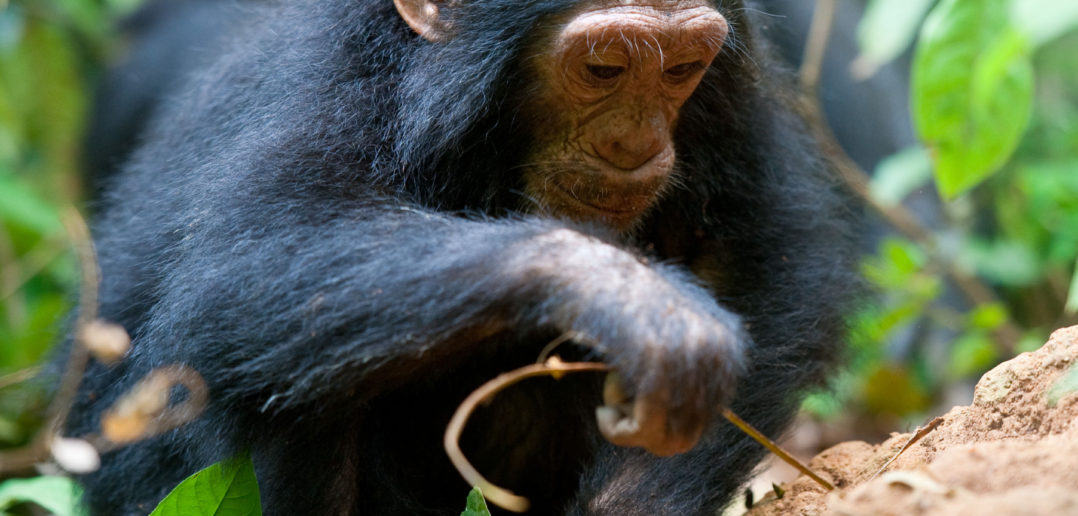 Science Roundup: The Amazing World of Wild Chimpanzees