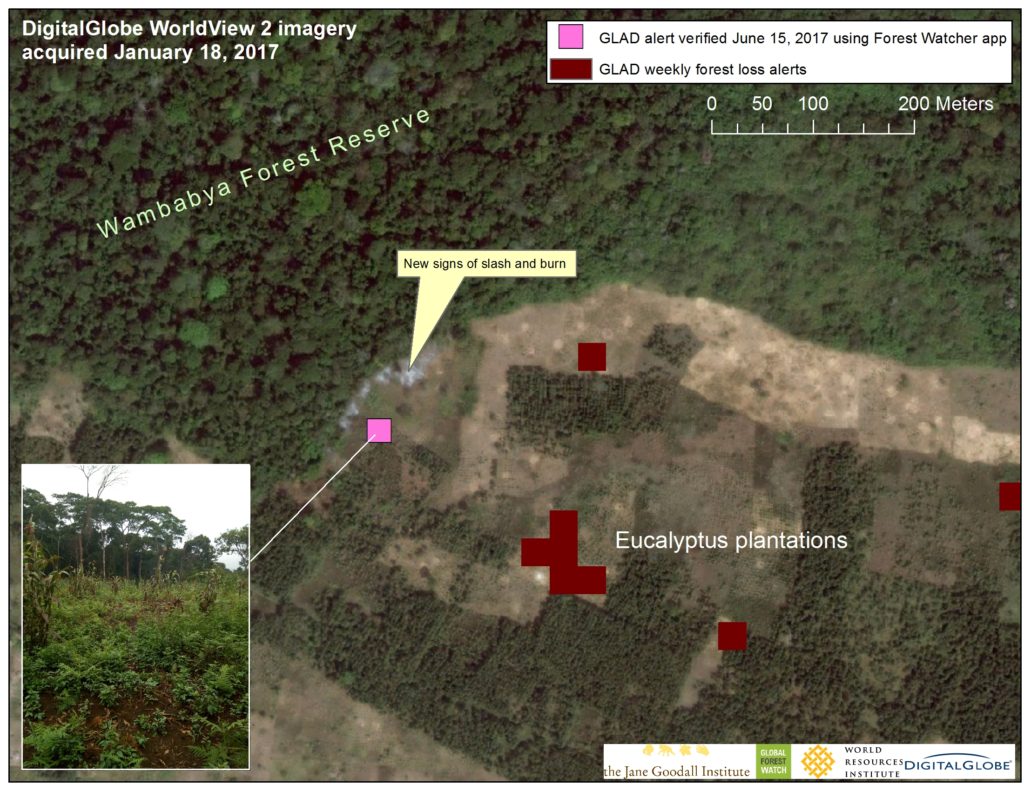 World’s Forests Given a Fighting Chance Thanks to Forest Watcher App ...