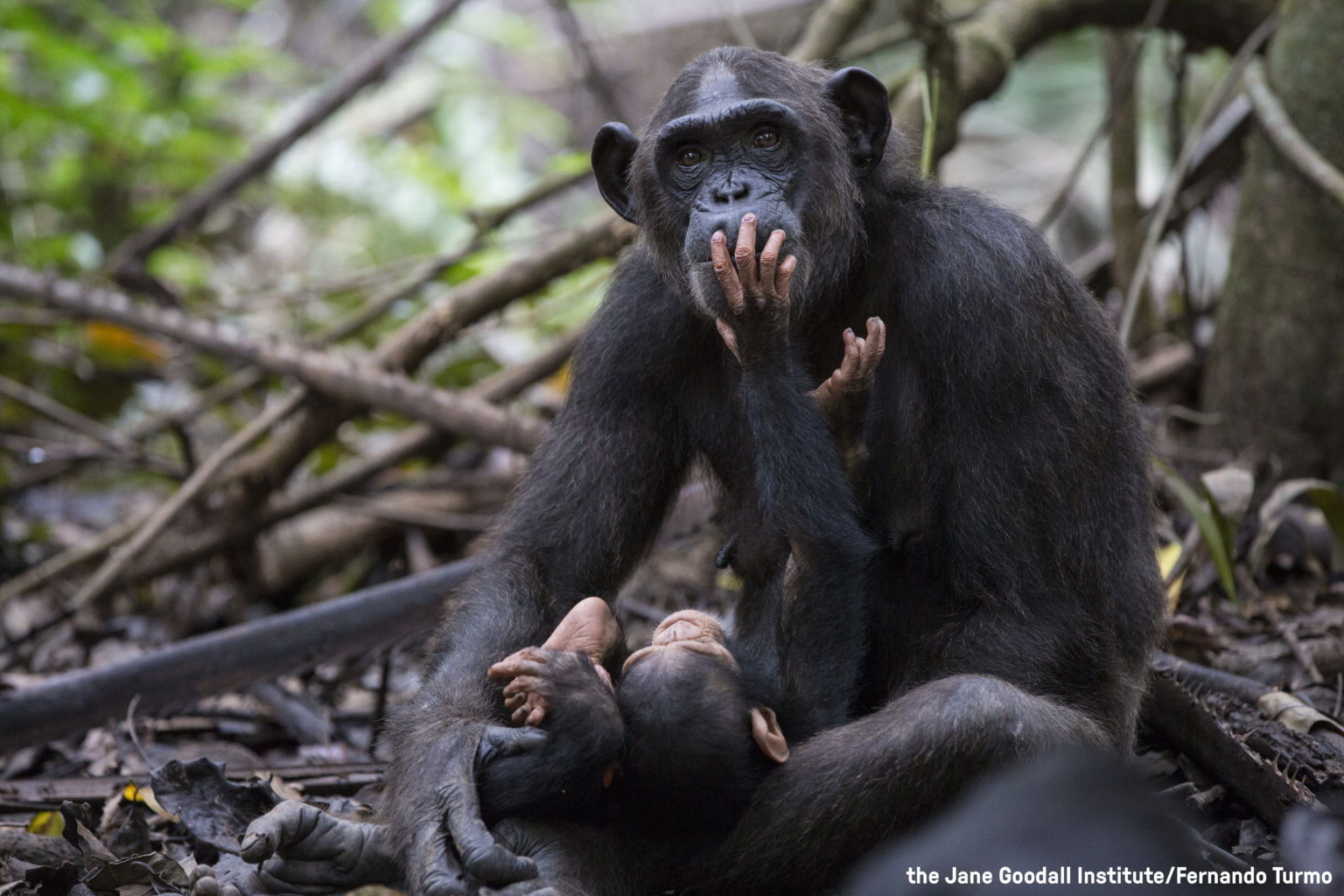 From Top to Bottom, Chimpanzee Social Hierachy is Amazing!
