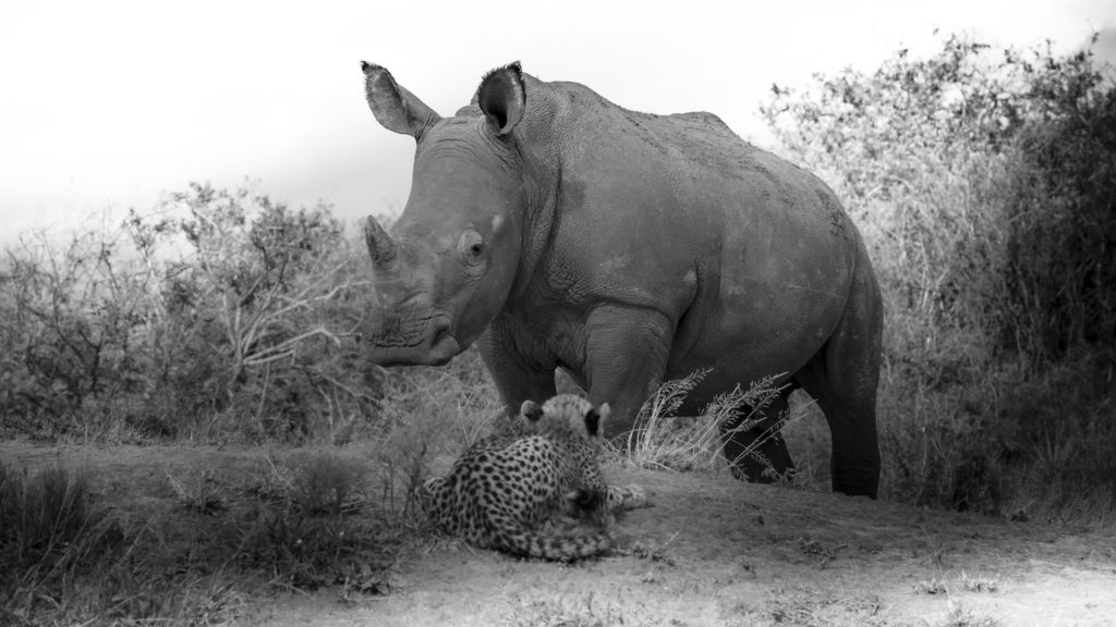 The Truth About the Fate of Rhinos: the Blood Rhino Blacklist – Jane ...