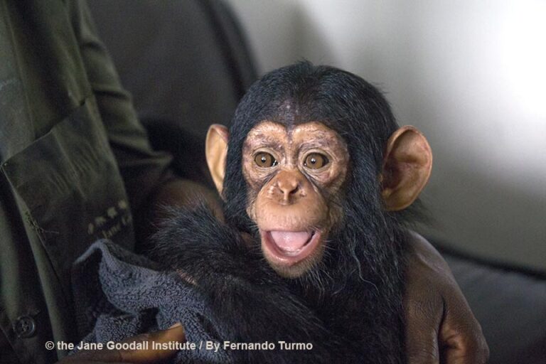 Meet Tchimpounga Sanctuary's New Baby Chimp: Vienna