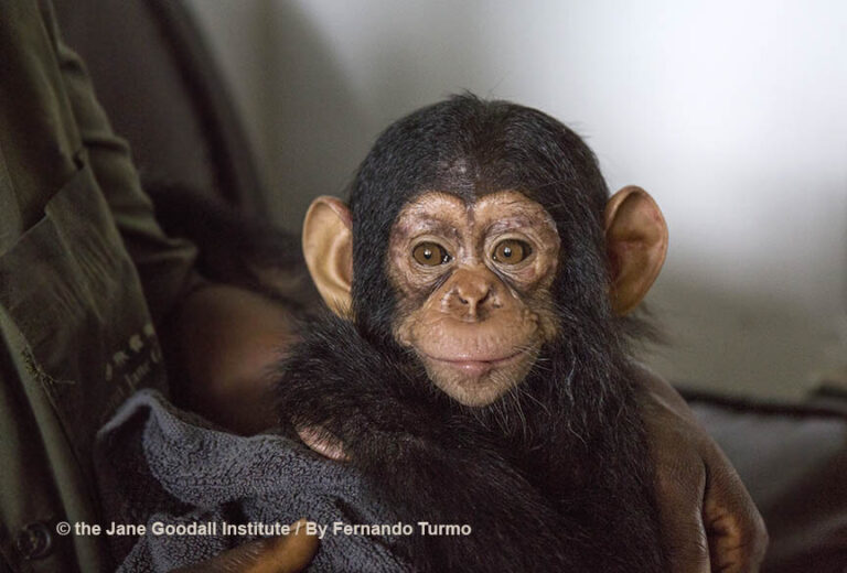 Think Twice Before You Like That Chimp Video on Social Media