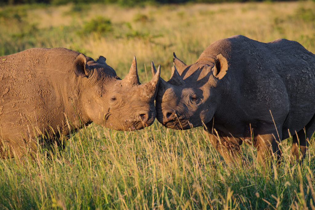 Celebrating World Rhino Day By Standing Up For Rhinos