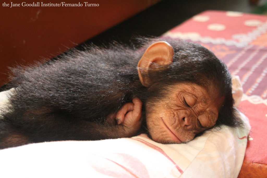 Top Five Cutest Chimp Moments from Tchimpounga