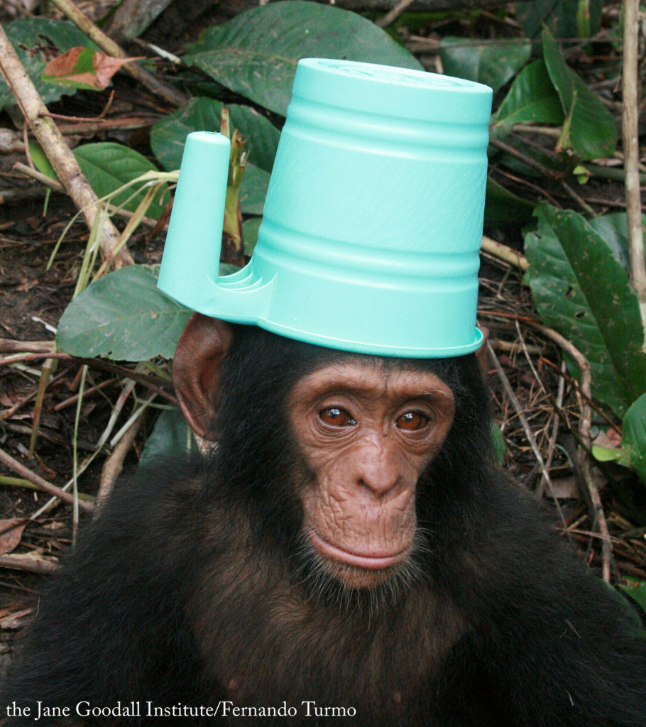 Top Five Cutest Chimp Moments from Tchimpounga
