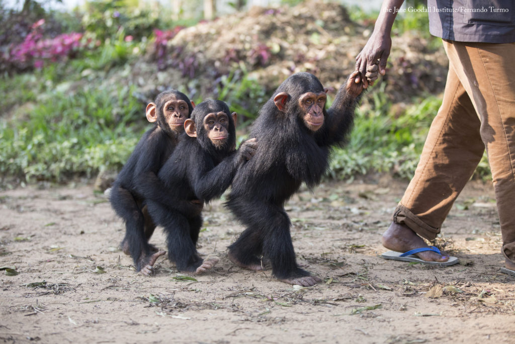 Top Five Cutest Chimp Moments from Tchimpounga