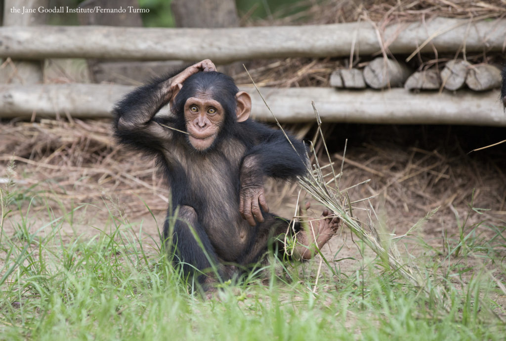 Top Five Cutest Chimp Moments from Tchimpounga
