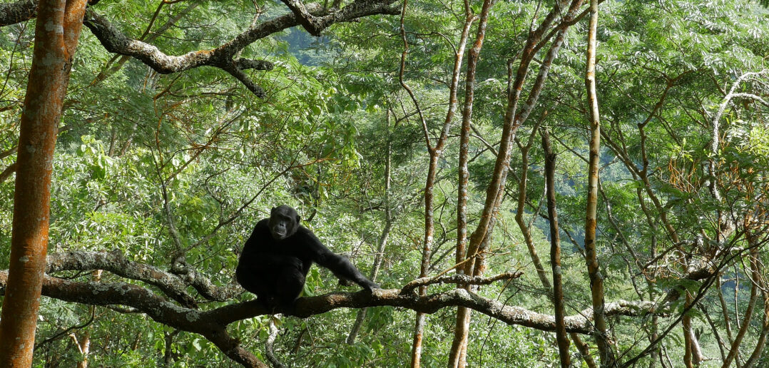 Remembering Steven Wise — an Advocate for Animal Personhood - Jane ...