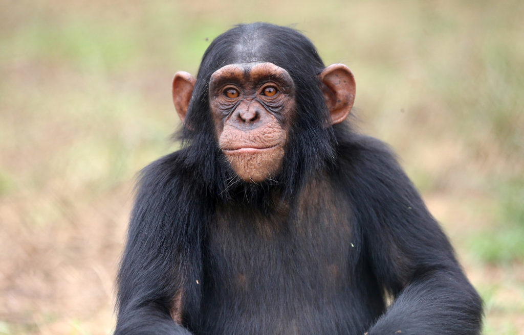 New TV Series Features Rescued Chimpanzees of Tchimpounga