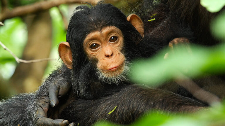 Give a Pant-Hoot: Celebrate World Chimpanzee Day 2021