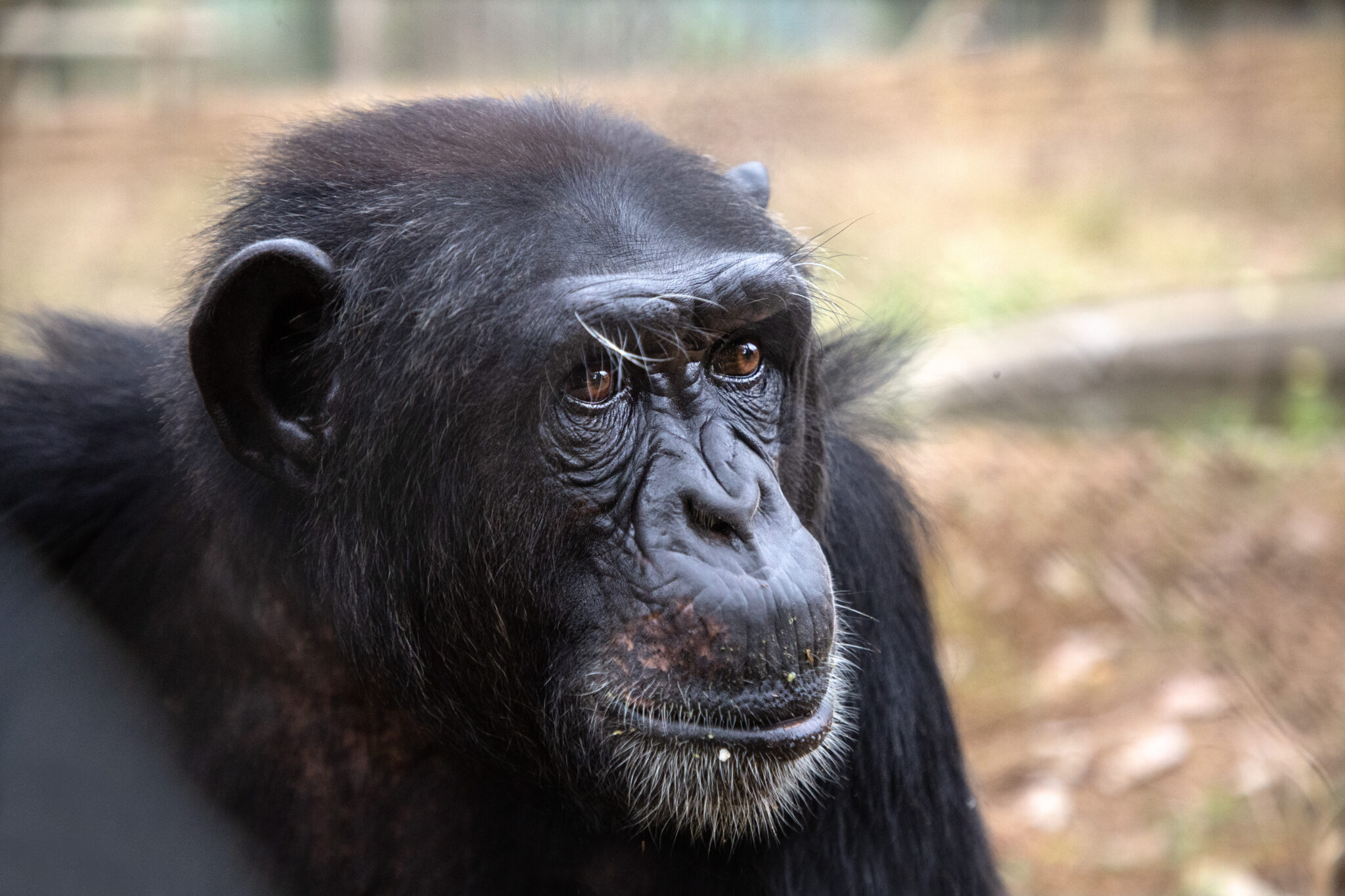 Tchimpounga Welcomes Eight Chimpanzees from Angola