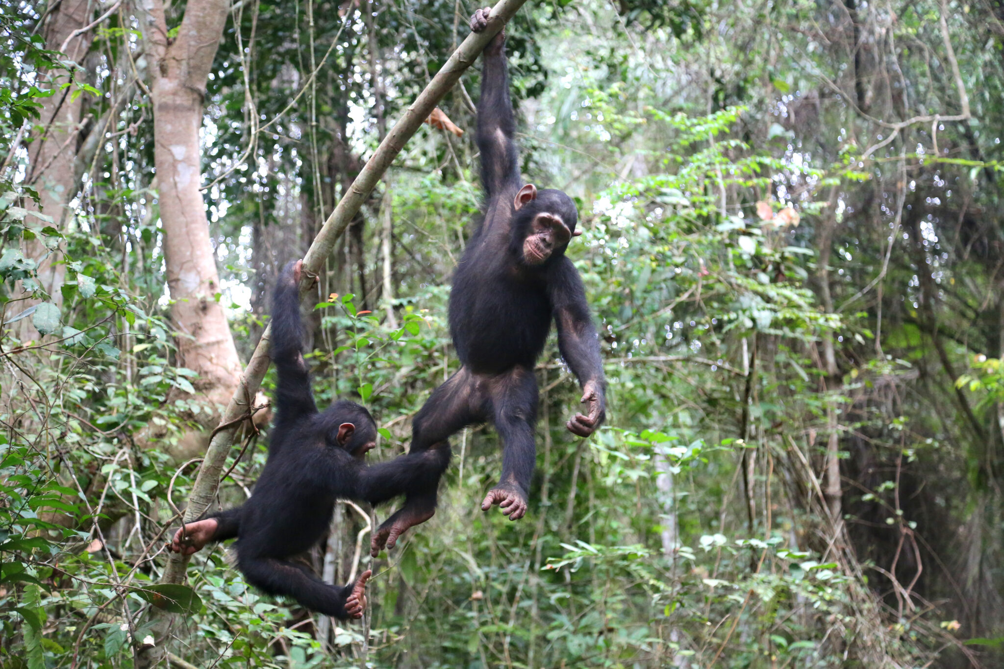 Inside Primate Welfare: The Science of Compassionate Care – Jane ...