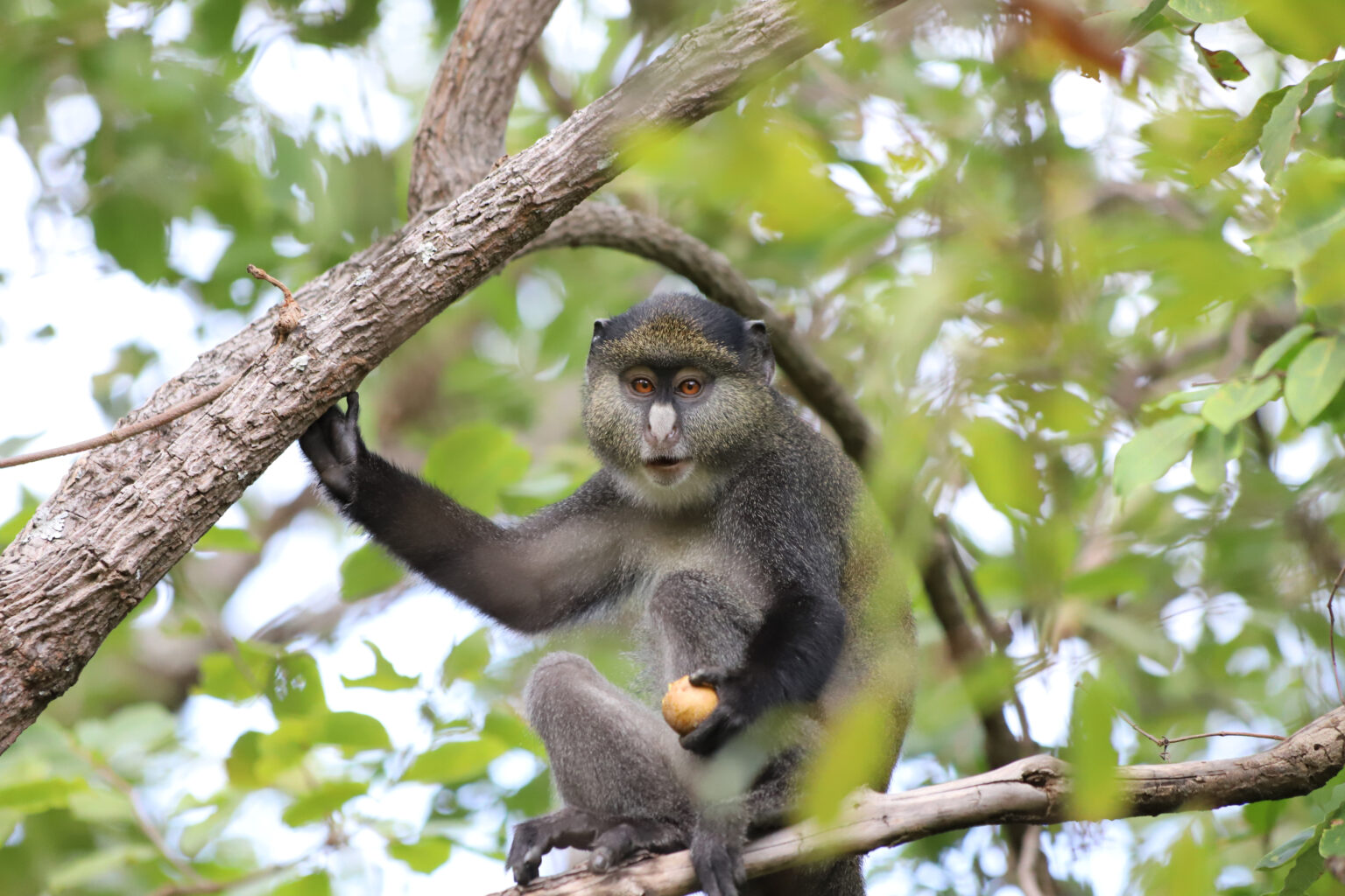 Voices of Gombe: Magical Moments – Jane Goodall's Good for All News