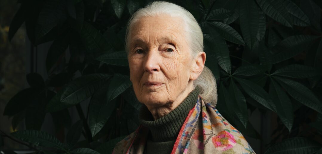 Dr. Jane Goodall, Renowned Ethologist, Conservationist, and Animal ...