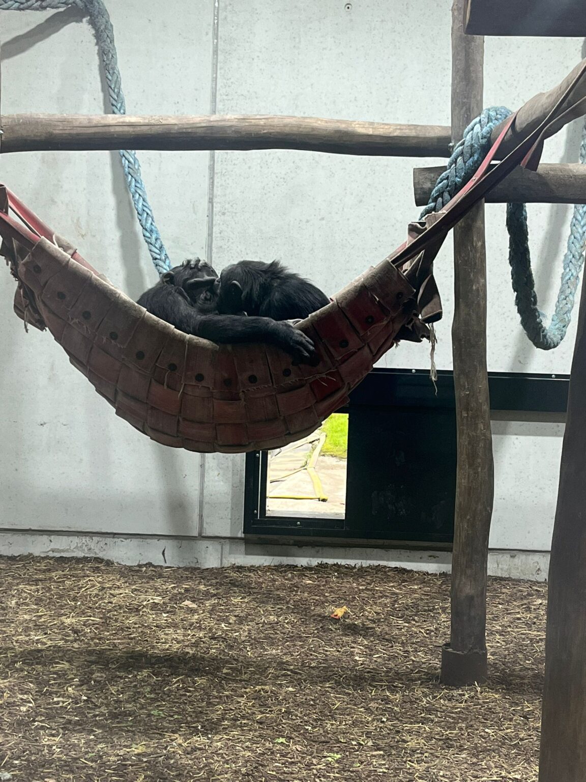 IMG-20251005-WA0020 – Jane Goodall's Good for All News