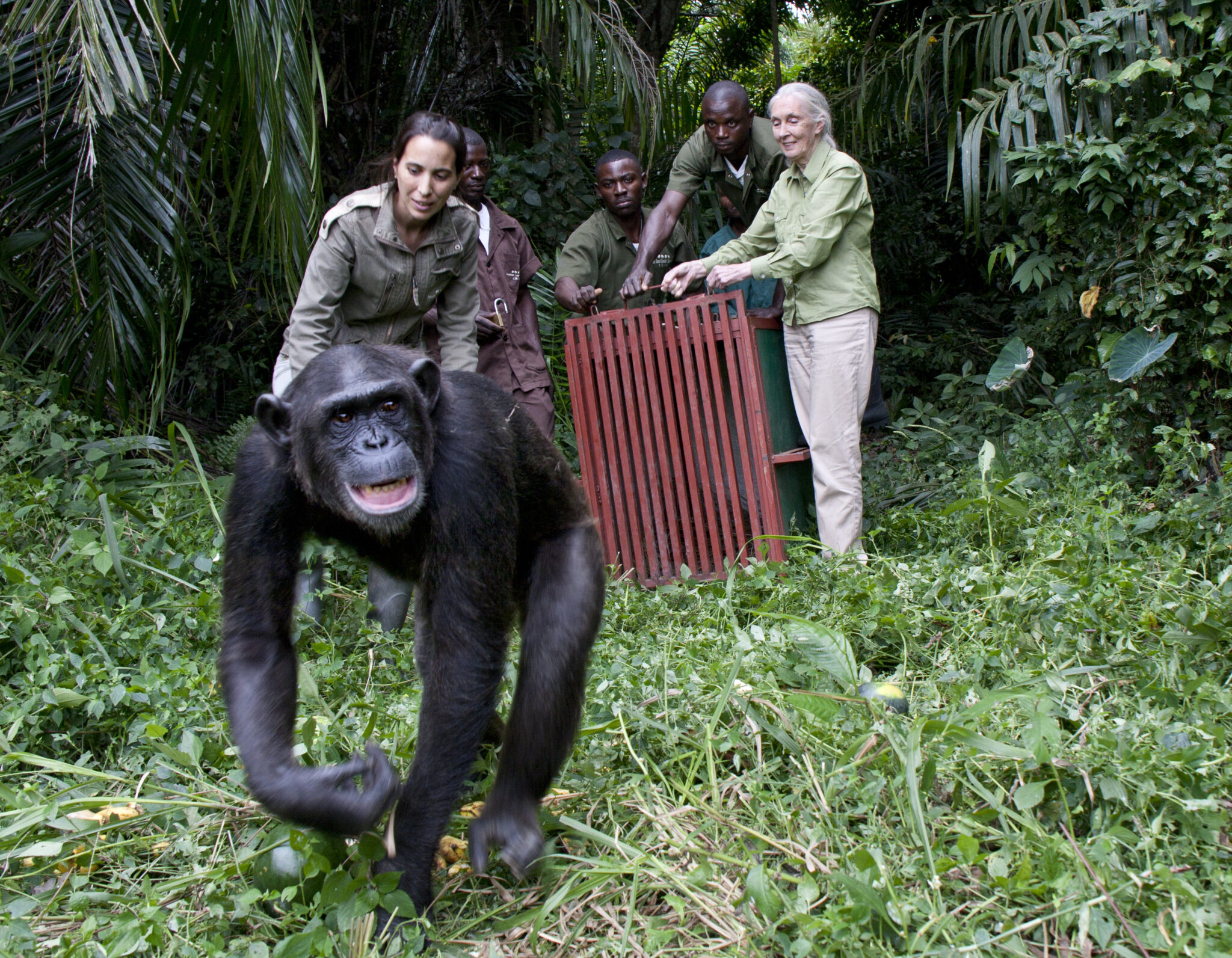 The Work Continues: The Jane Goodall Institute Carrying Forward Jane’s ...